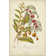 Brambly Cottage Twining Botanicals VIII by Elizabeth Twining - Wrapped ...