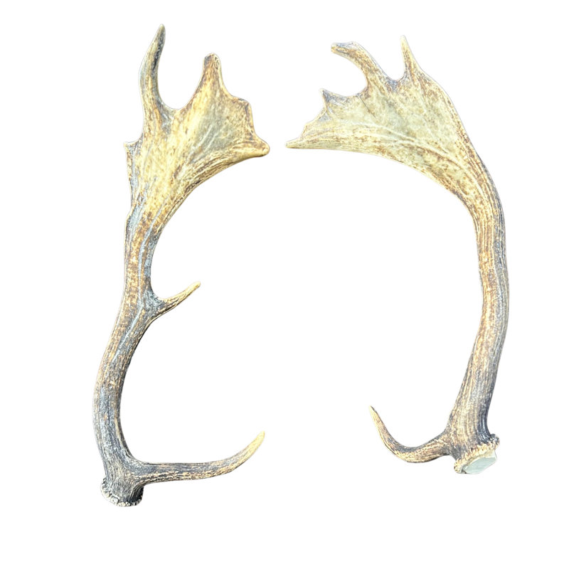 Millwood Pines Real Fallow Deer Antler Set | Wayfair