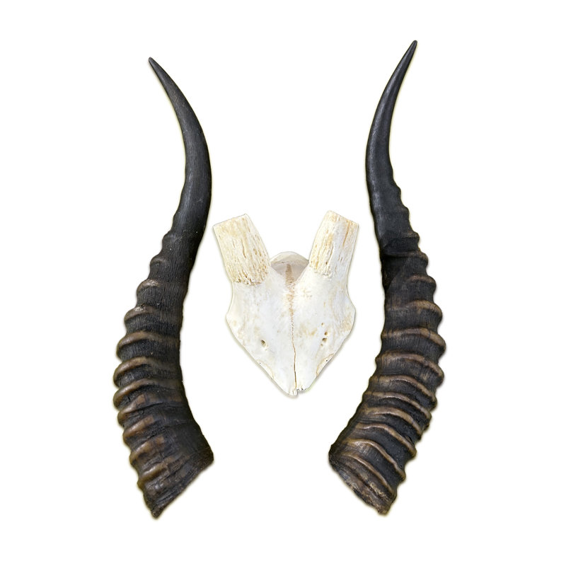 Union Rustic Khushveer Real Blesbok Antelope Skull V-Shape | Wayfair
