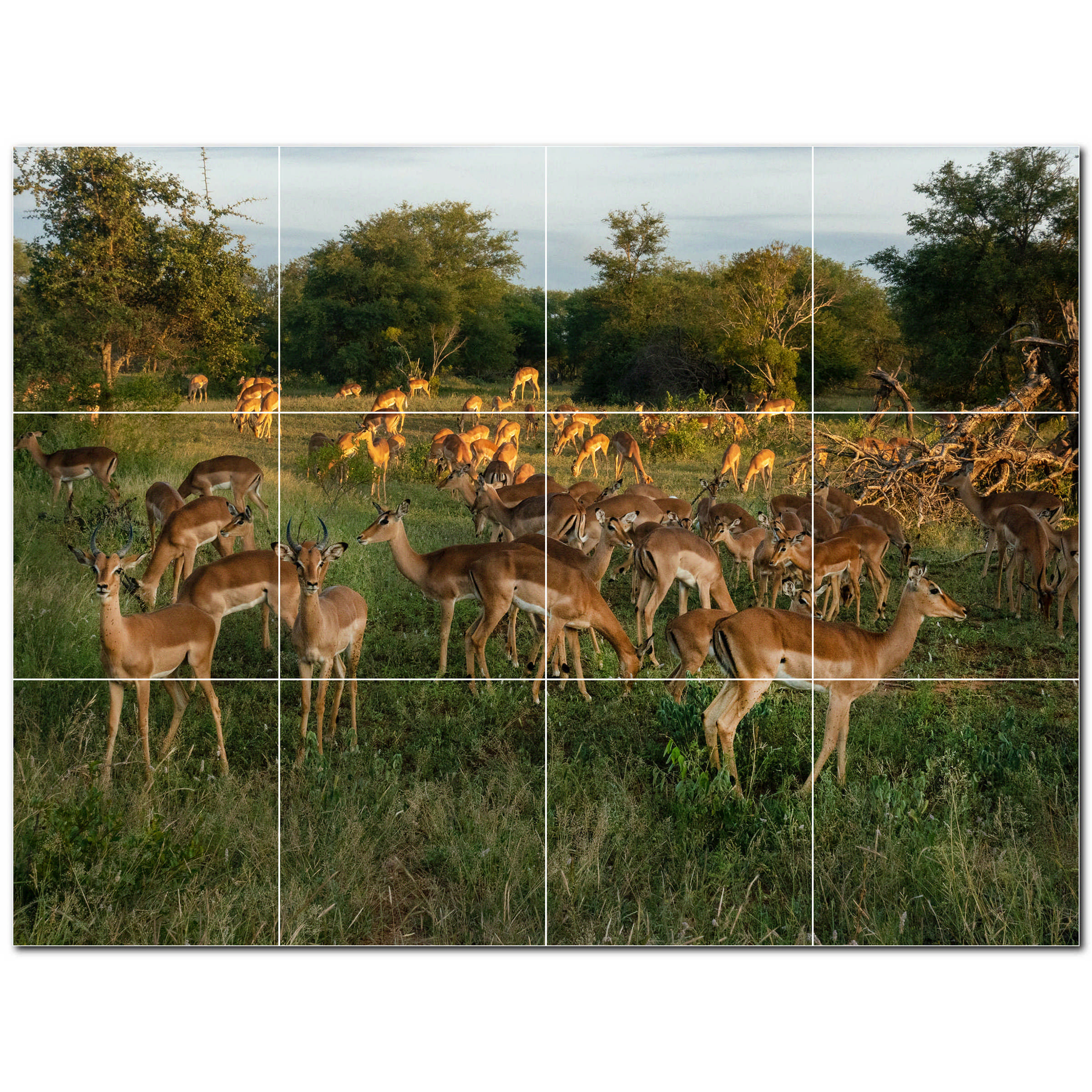 Picture-Tiles.com 48" x 36" Ceramic Deer Photo Decorative Mural Tile ...