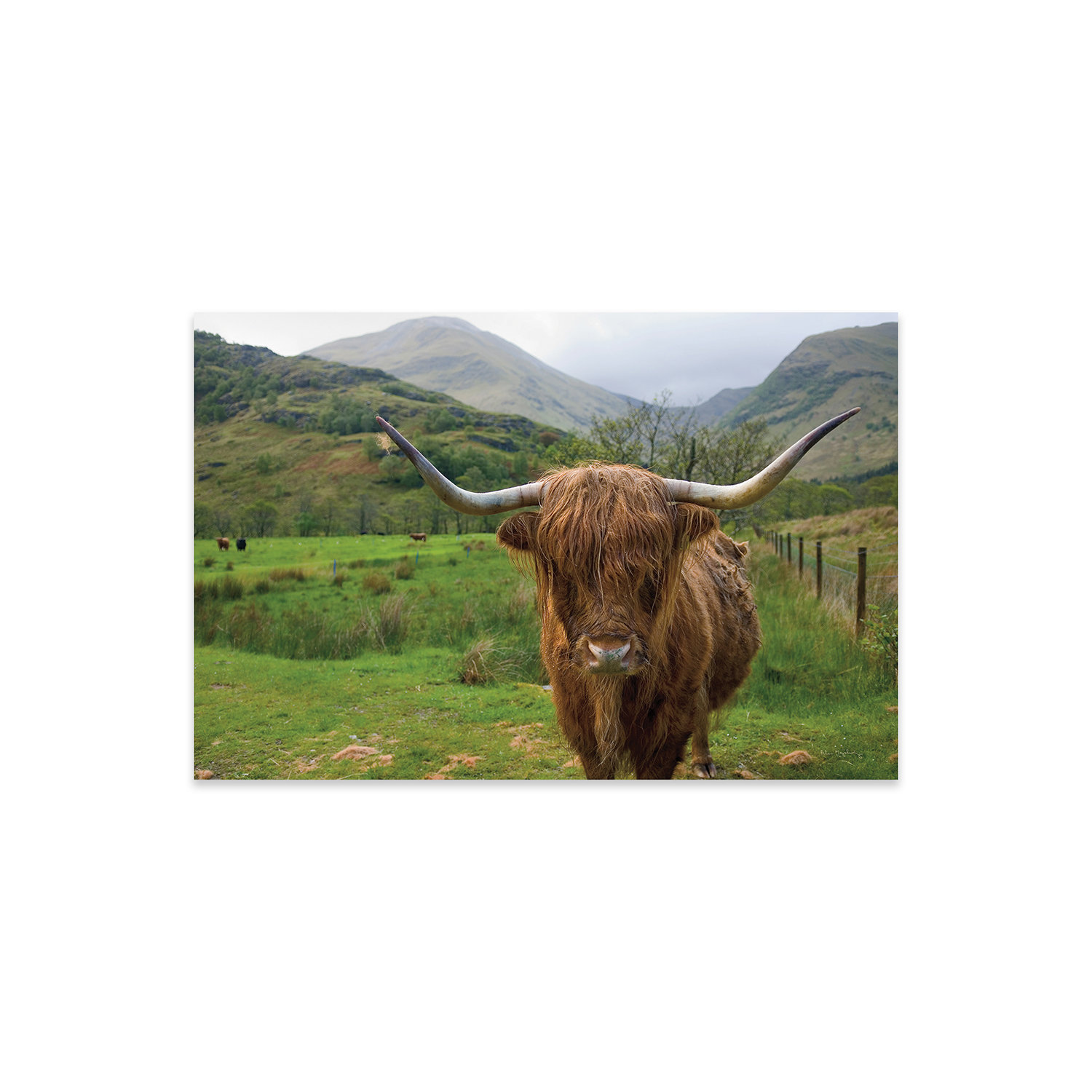 Millwood Pines Scottish Highland Cattle III On Plastic / Acrylic Print ...