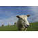 Brambly Cottage Mrs Sheep by Ictor - Print | Wayfair.co.uk