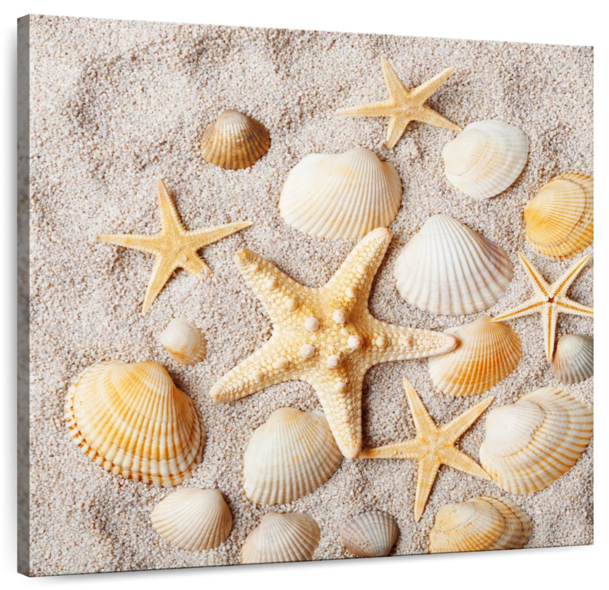 Breakwater Bay Aletra Decorative Seashells - Wayfair Canada