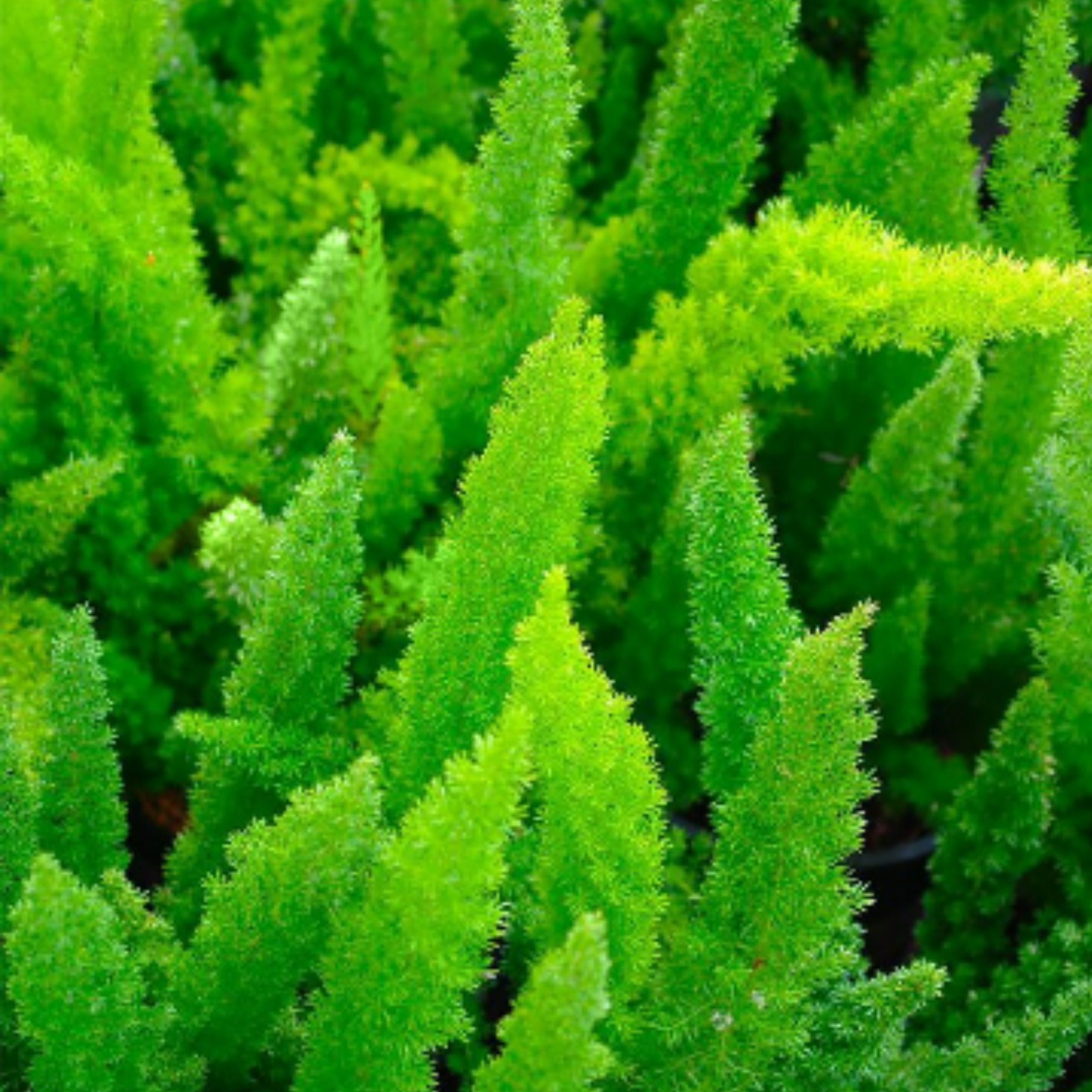 American Plant Exchange Foxtail Fern, Fluffy Live Plant, 6-Inch Pot ...