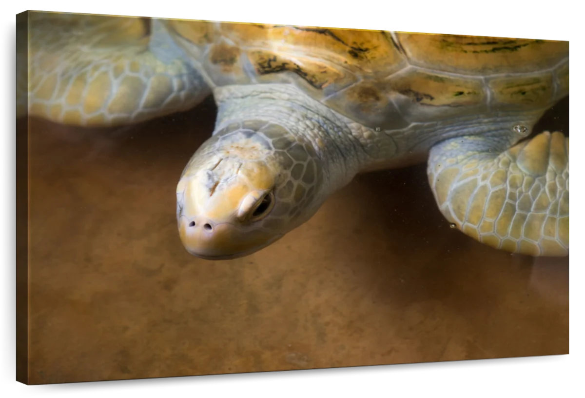 Ebern Designs Stunning Turtle | Wayfair