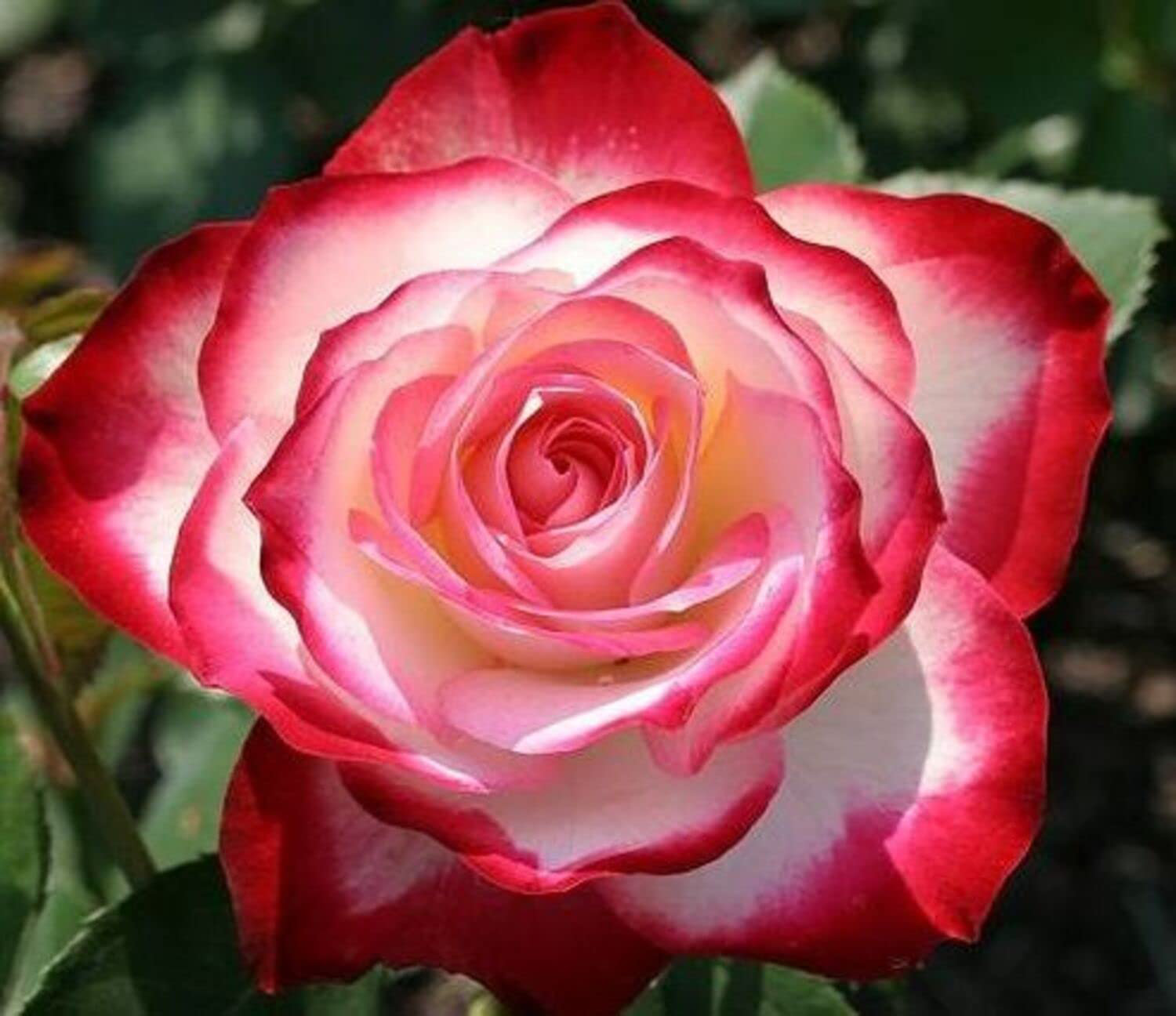 Wekiva Foliage LLC Cherry Parfait Rose Bush - Live Starter Plant in a 4 ...