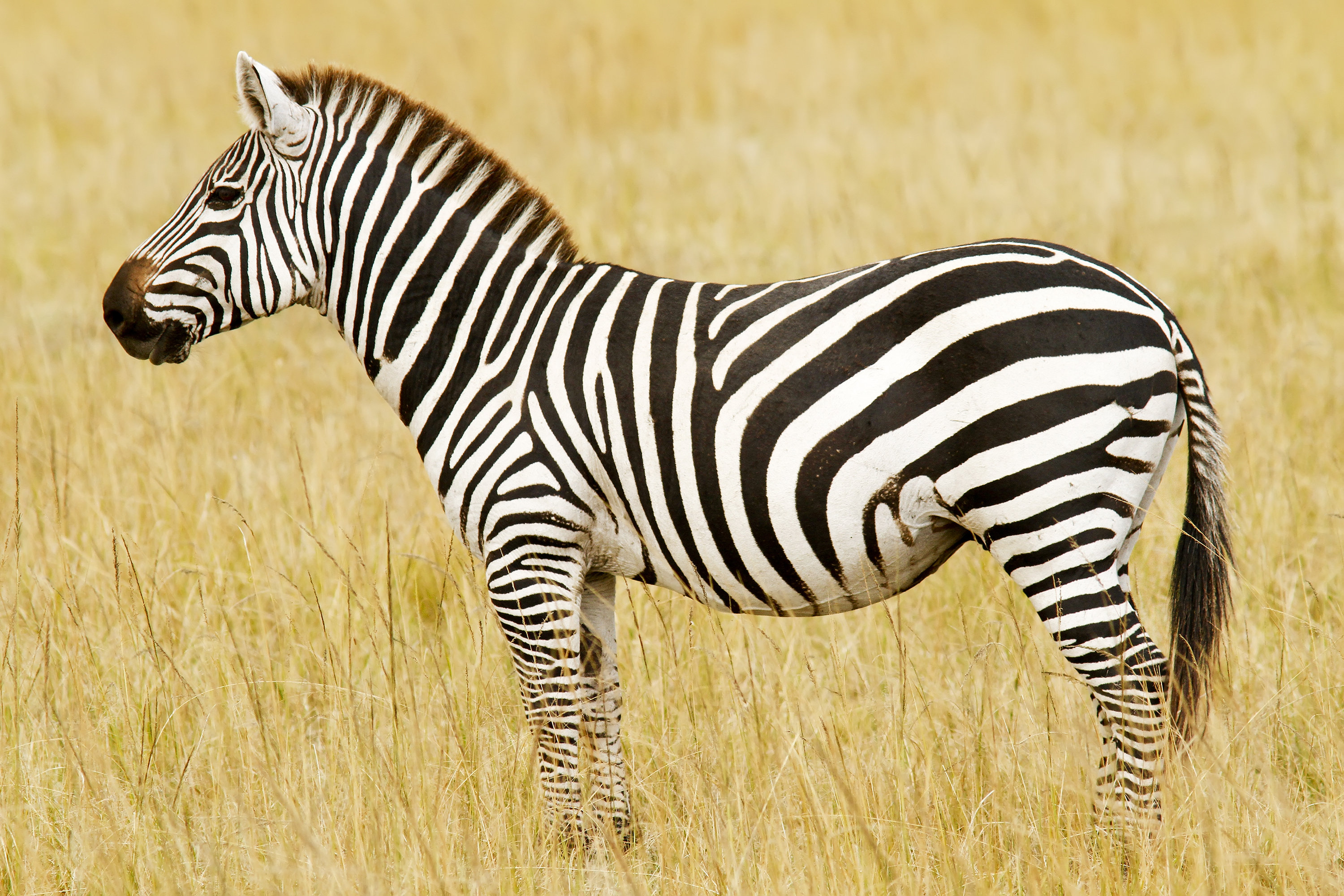 Millwood Pines Masai Mara Zebra On Canvas by Tankbmb Print | Wayfair