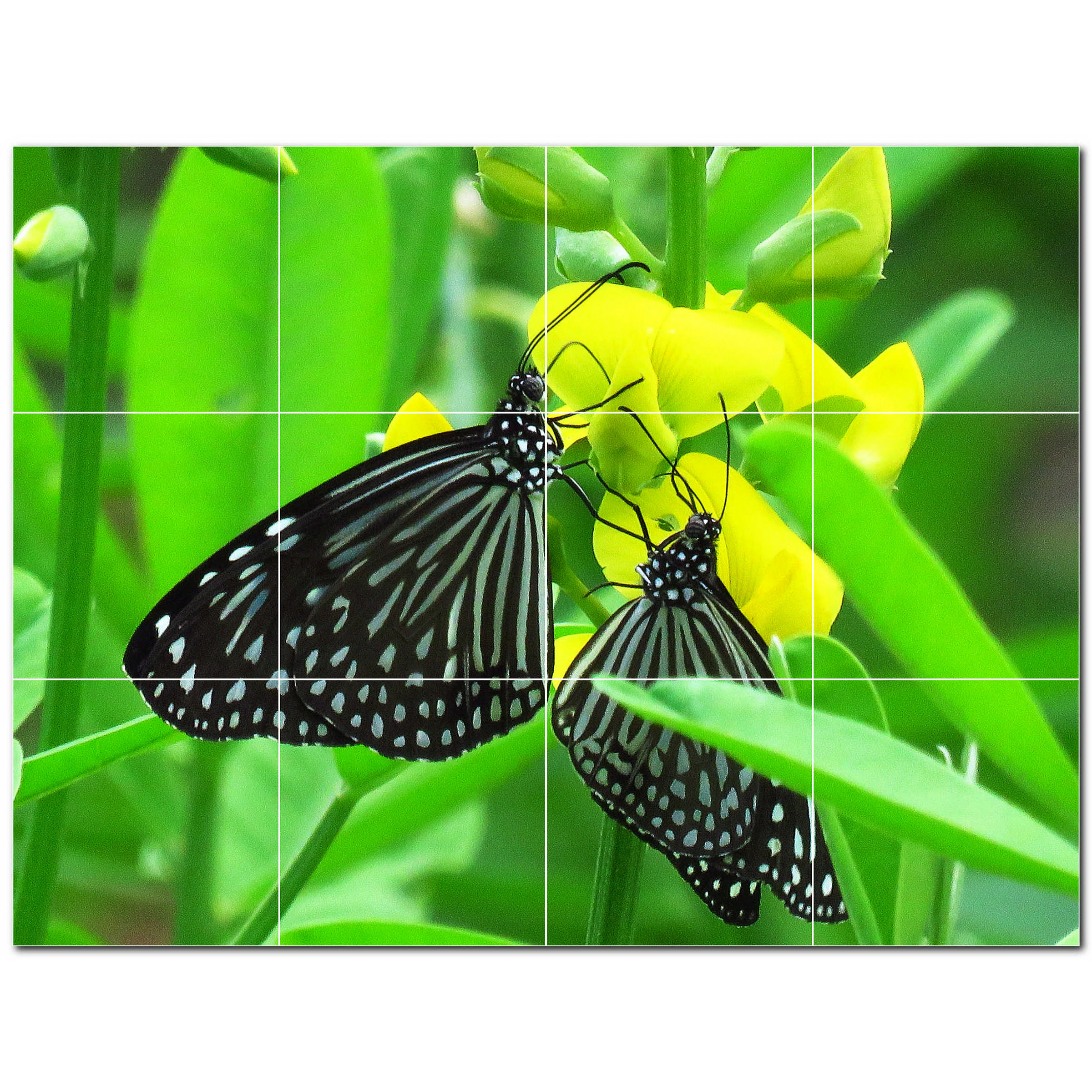 Picture-Tiles.com Butterfly Photo 12'' x 12'' Satin Ceramic Decorative ...