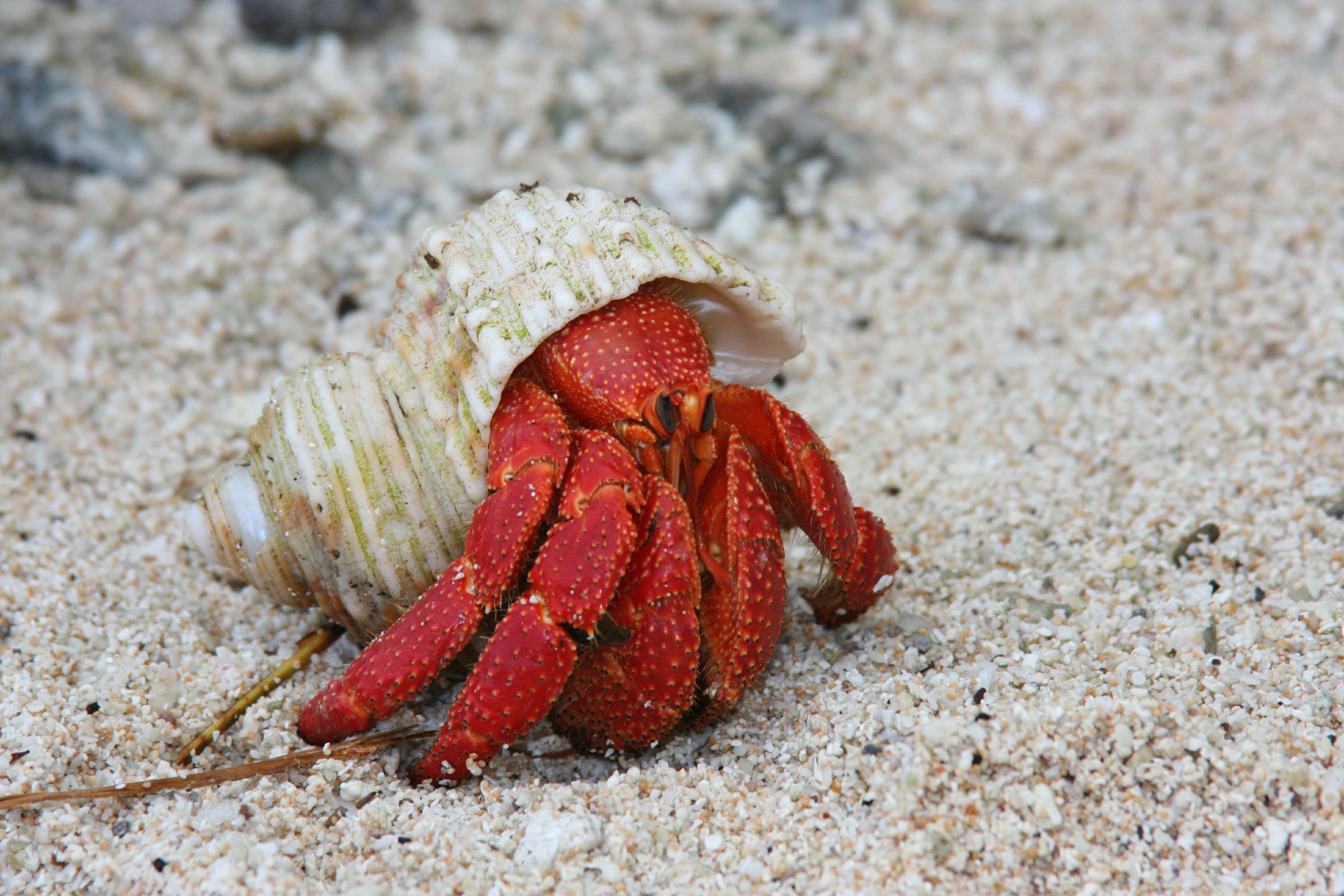 Highland Dunes Crab - Wrapped Canvas Photograph | Wayfair