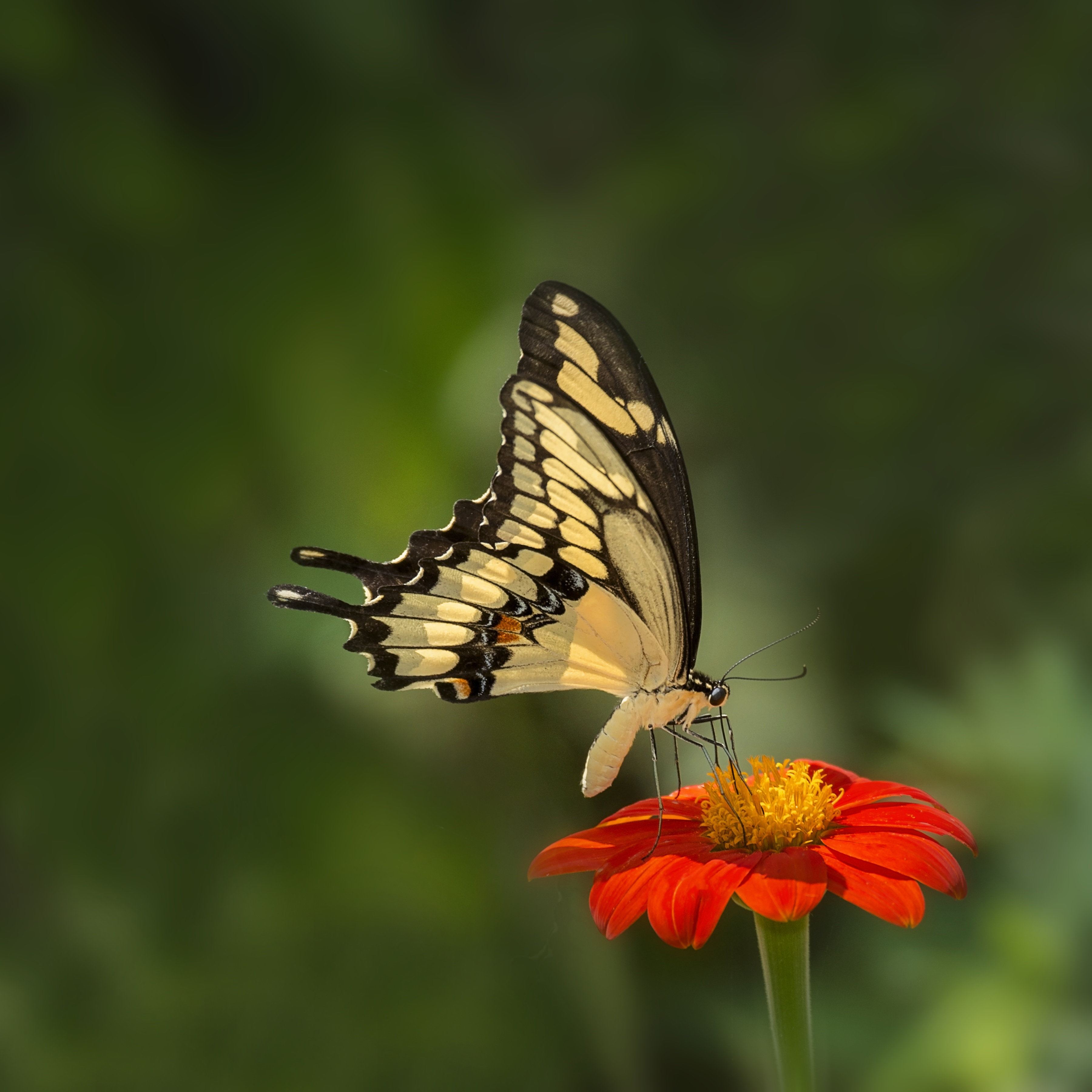 Gracie Oaks Butterfly Portrait V - Wayfair Canada
