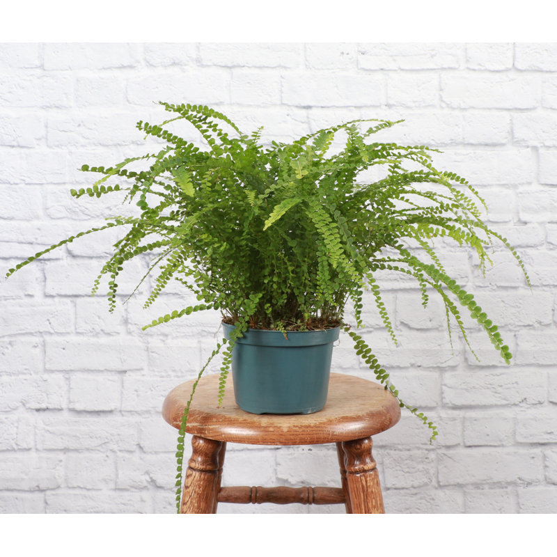 Thorsen's Greenhouse Live Lemon Button Fern Plant, 6" Diameter | Wayfair