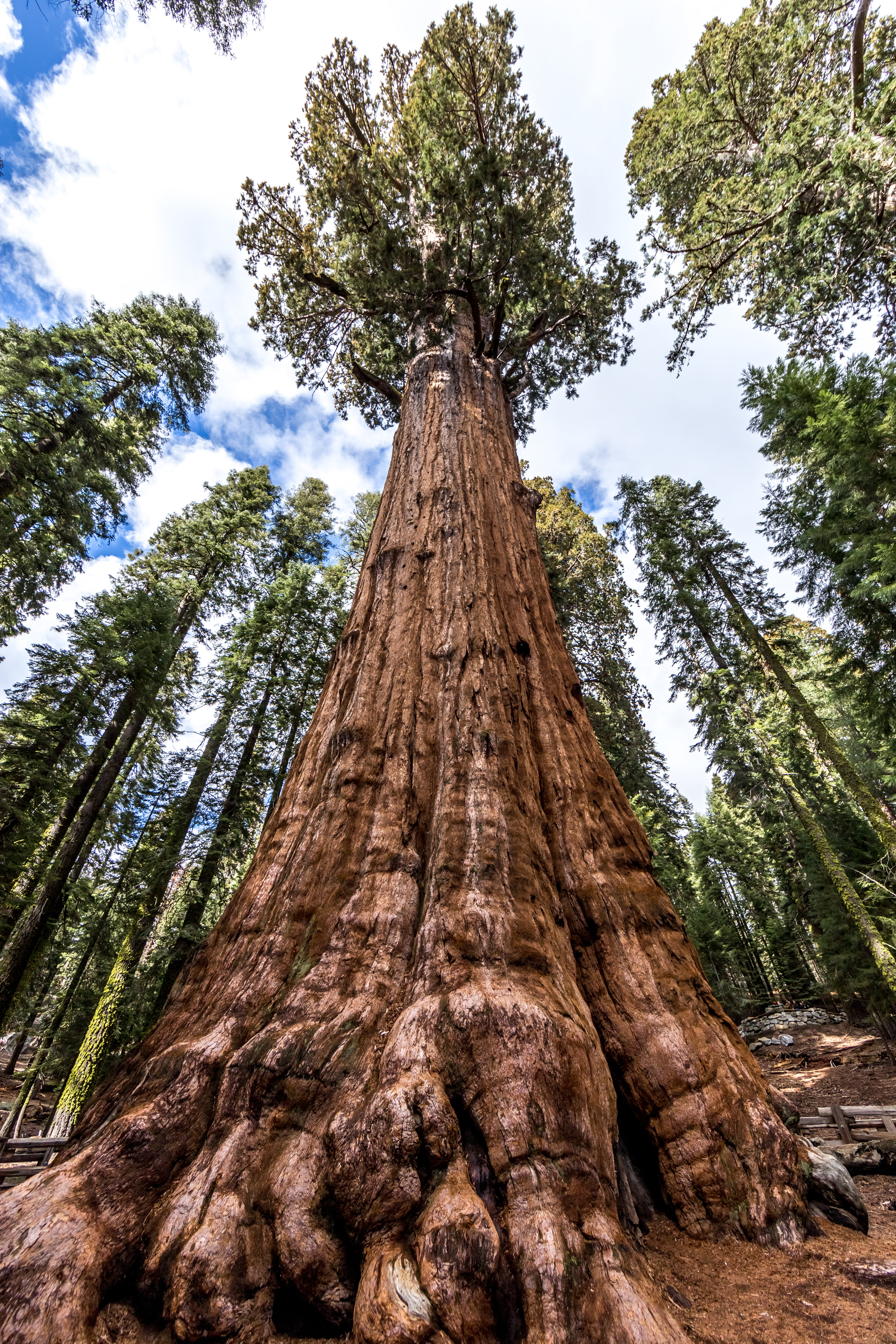 Union Rustic General Sherman Tree In Giant Sequoia Forest | Wayfair.co.uk