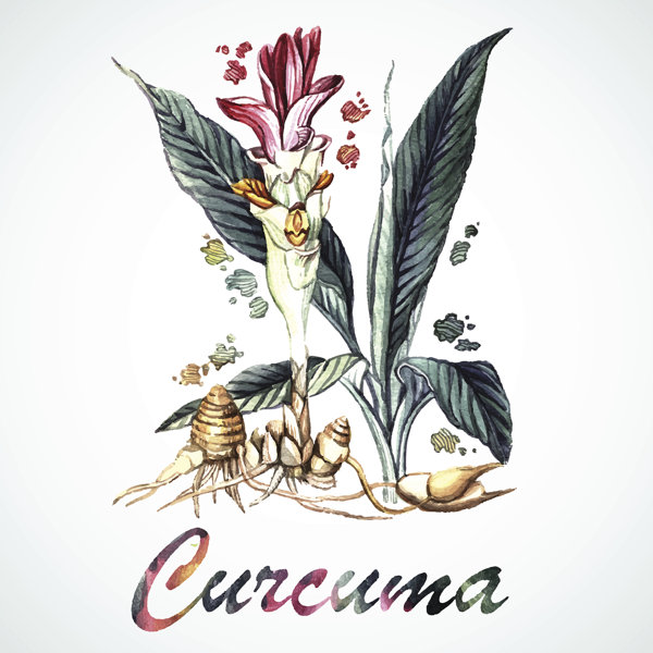 Brambly Cottage Vector Watercolour Curcuma by AnYudina - Wrapped Canvas ...