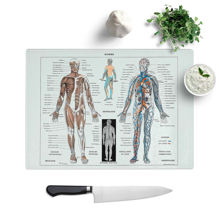 East Urban Home Glass Illustration of Human Anatomy in French Chopping ...