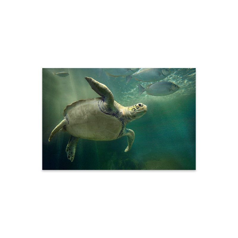 Bay Isle Home™ Green Sea Turtle And Fish, Sabah, Malaysia II On Plastic ...