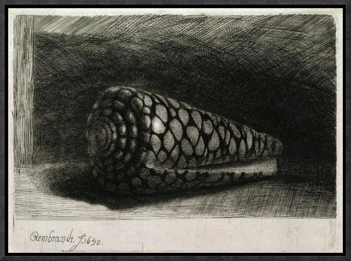 Global Gallery The Shell (Conus Marmoreus) by Rembrandt Van Rijn ...