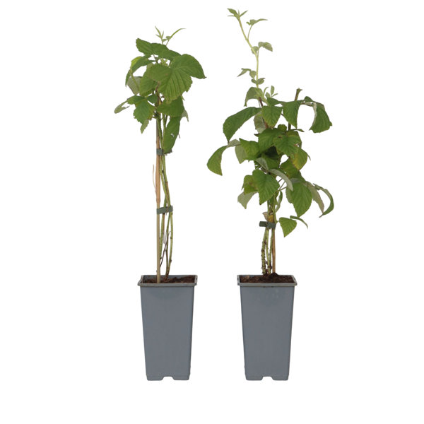 Plant in a Box Rubus Idaeus - Set of 2 - Malling Promise Raspberry ...