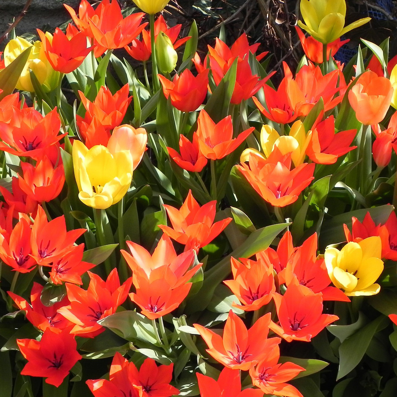 Touch of ECO Sun & Shade Loving Ground Cover Tulips - 12 Bulbs ...