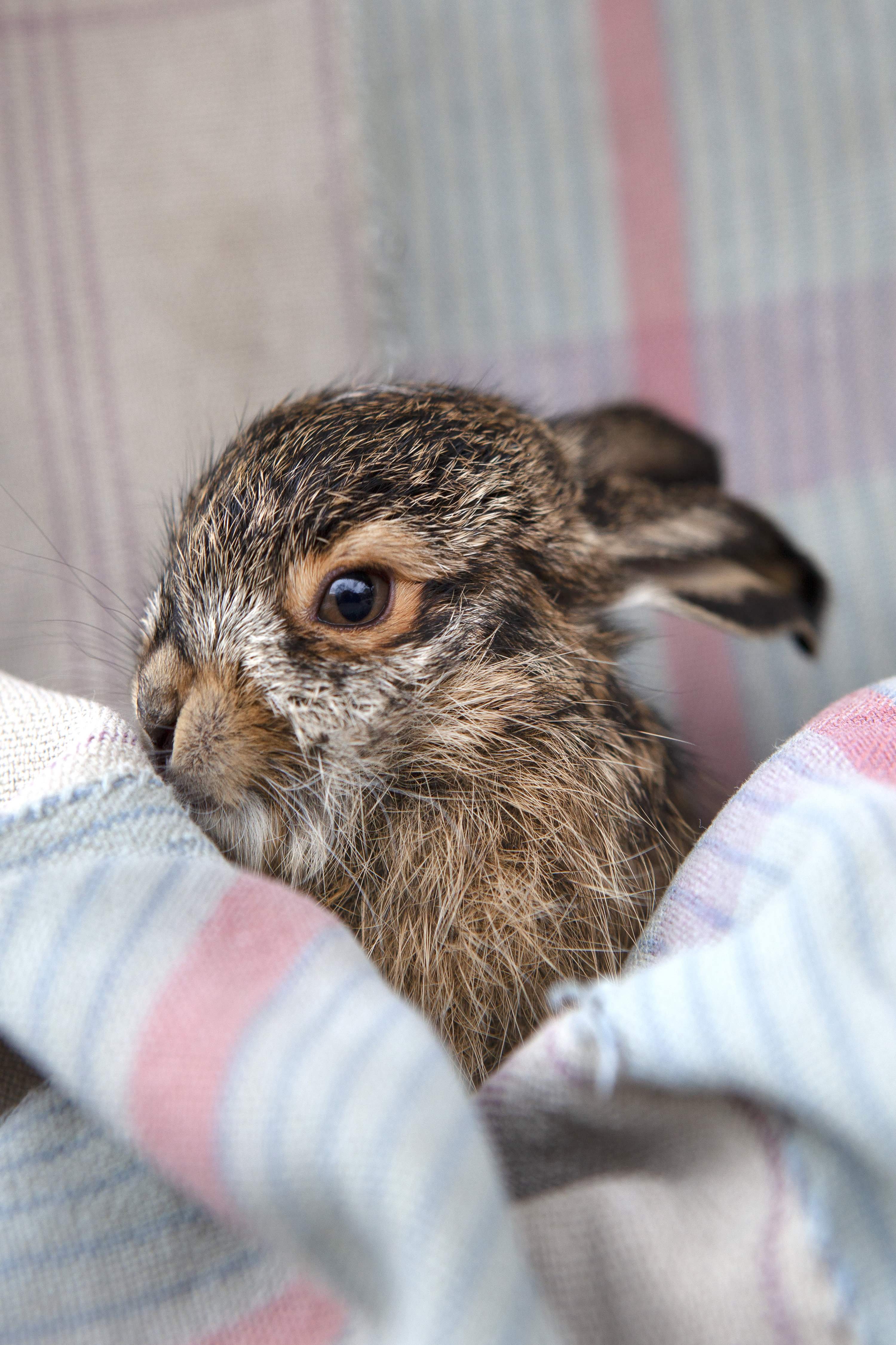 Latitude Run® Baby Rabbit VI by Tania Soderman - Wrapped Canvas Print ...