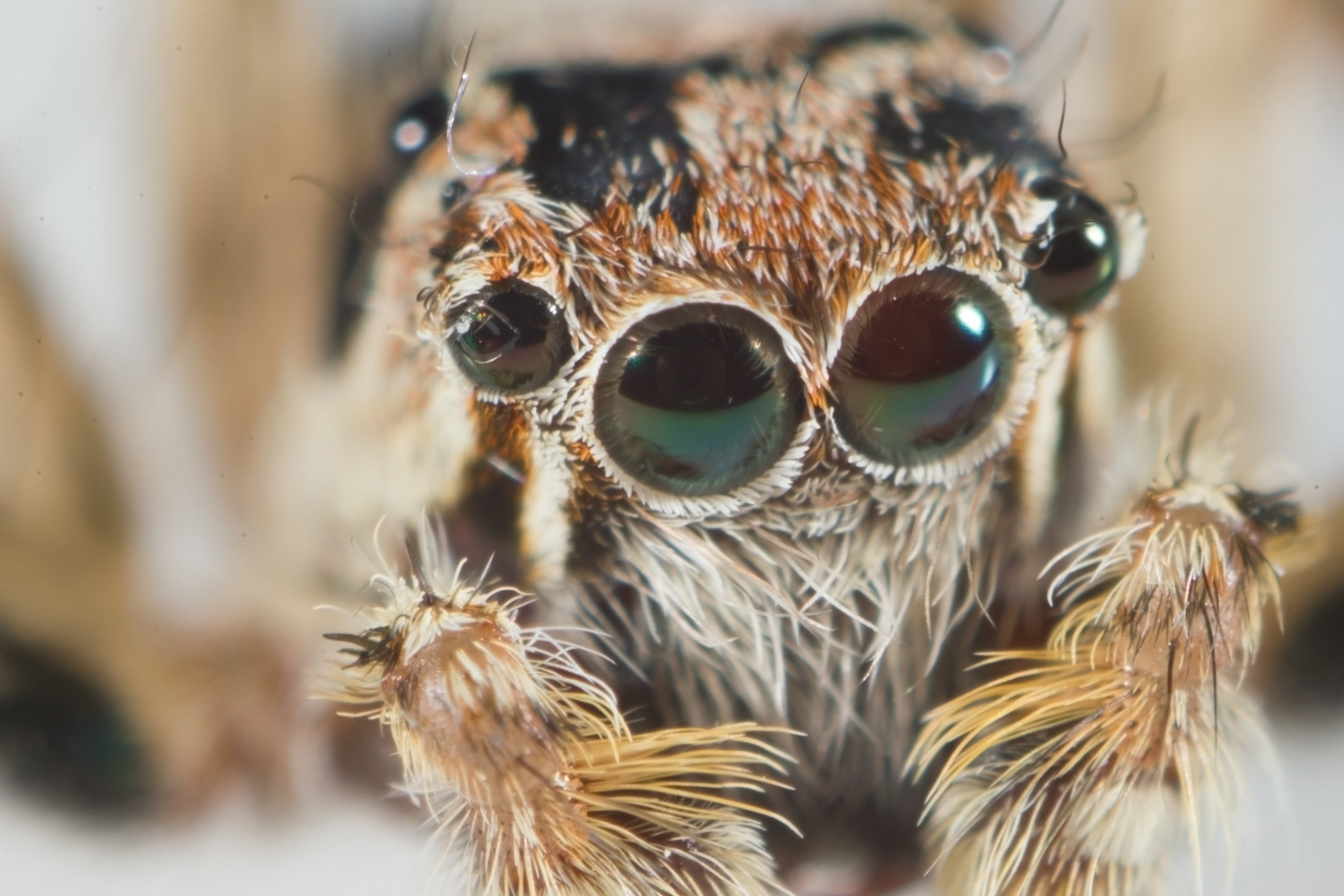 Hokku Designs Cincere Spider by Genphoto_Art - Wrapped Canvas ...