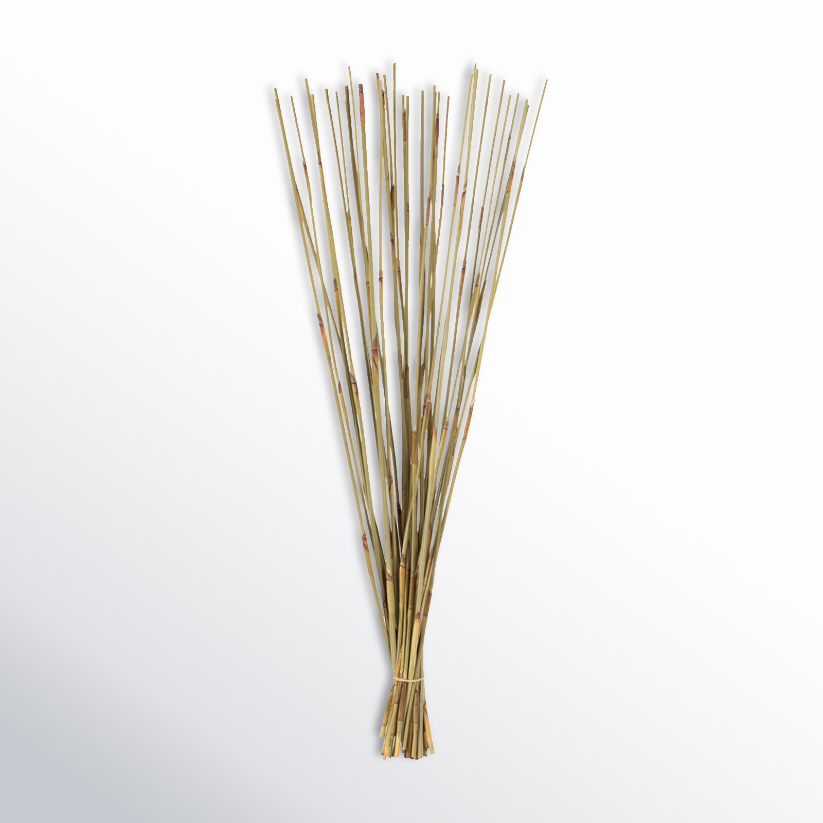 Birch Lane™ Muriel 40" Elephant Reed, Dried & Reviews | Wayfair