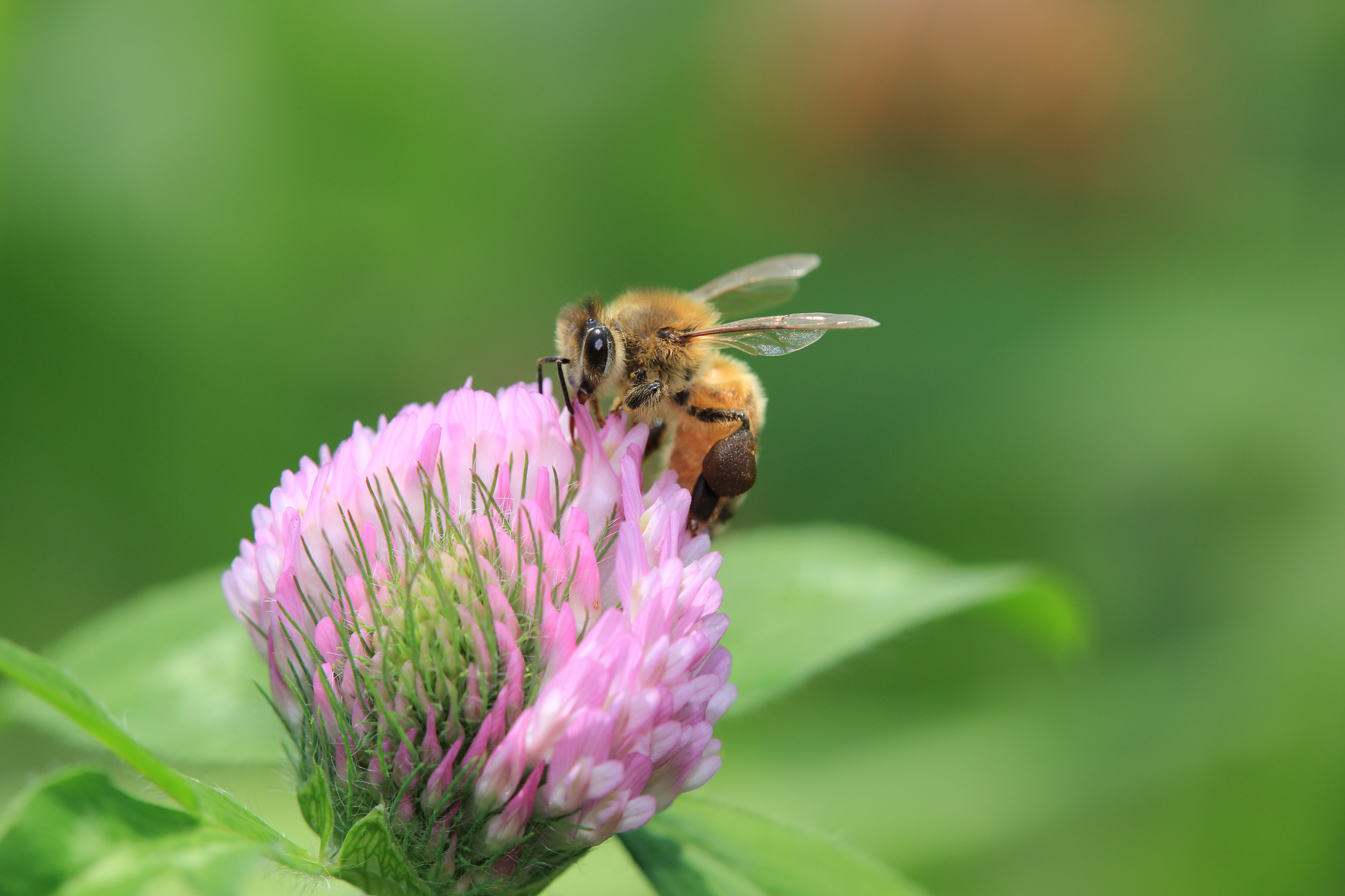 Gracie Oaks Dequarius Bee | Wayfair