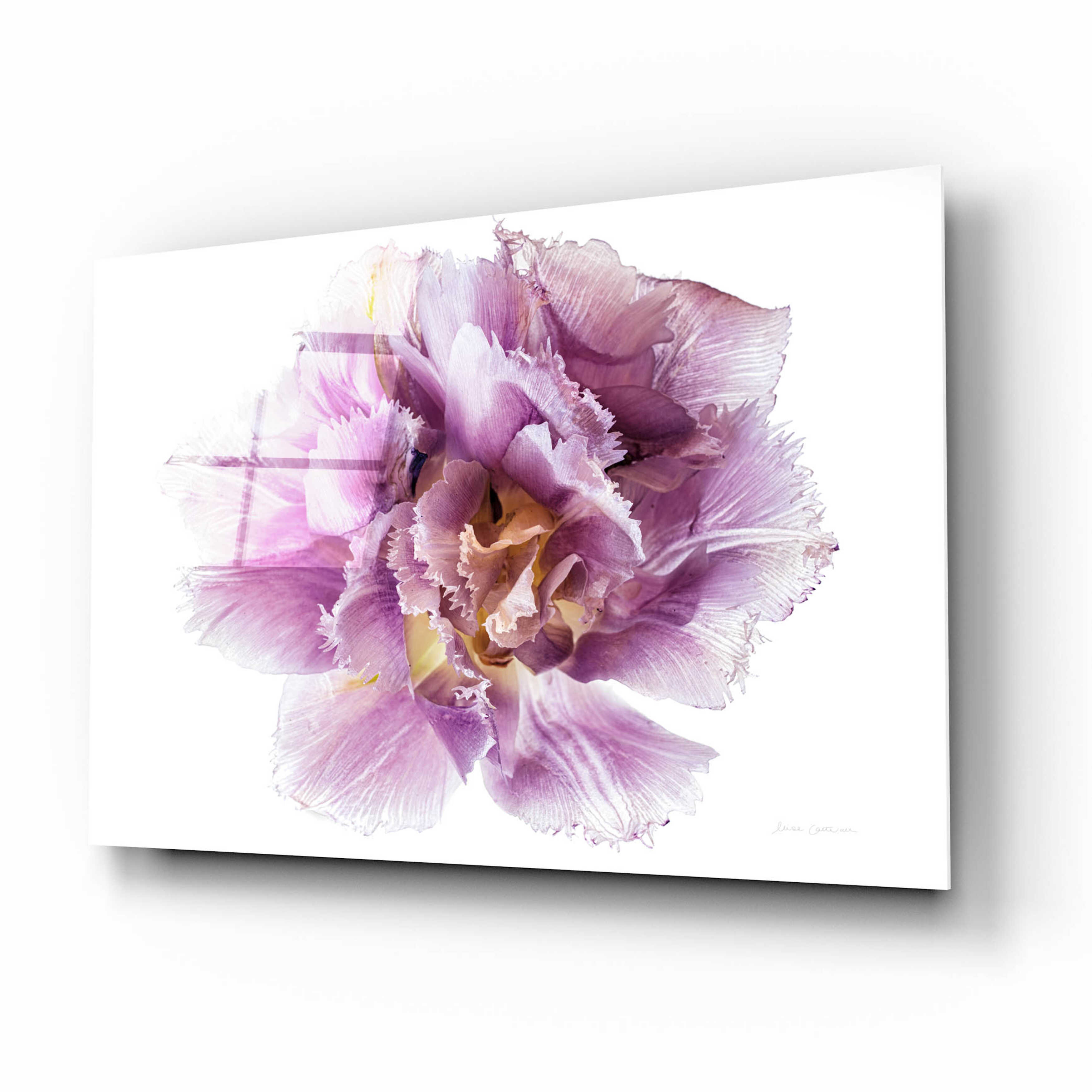 Red Barrel Studio® Purple Double Open' By Elise Catterall, Acrylic ...