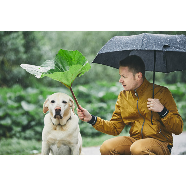 Ebern Designs Rainy Day On Canvas by Chalabala Photograph | Wayfair