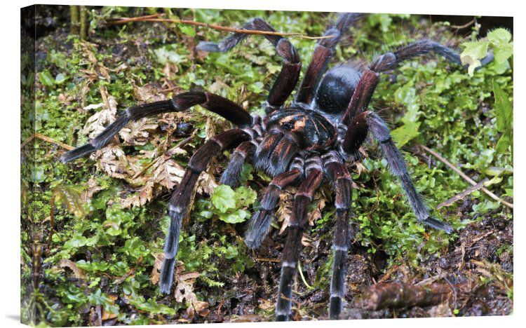 East Urban Home 'Tarantula Male' Photographic Print on Canvas | Wayfair