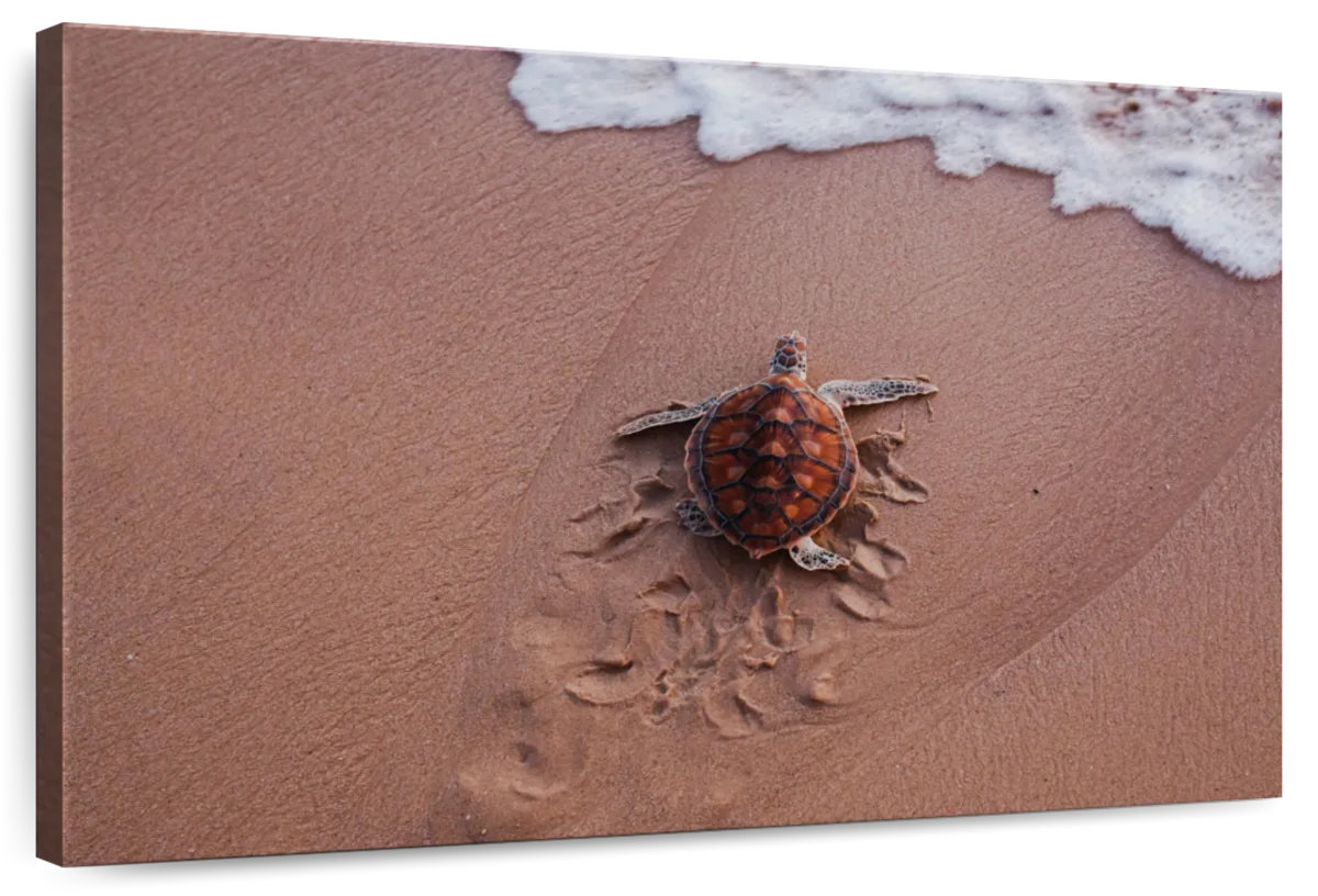 Ebern Designs Brampt Turtle Footprints | Wayfair
