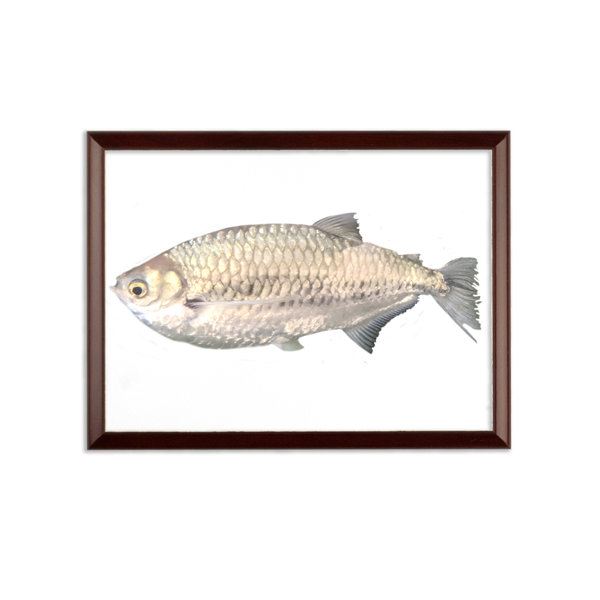 Highland Dunes Silver Fish Sublimation Wall Plaque - Wayfair Canada