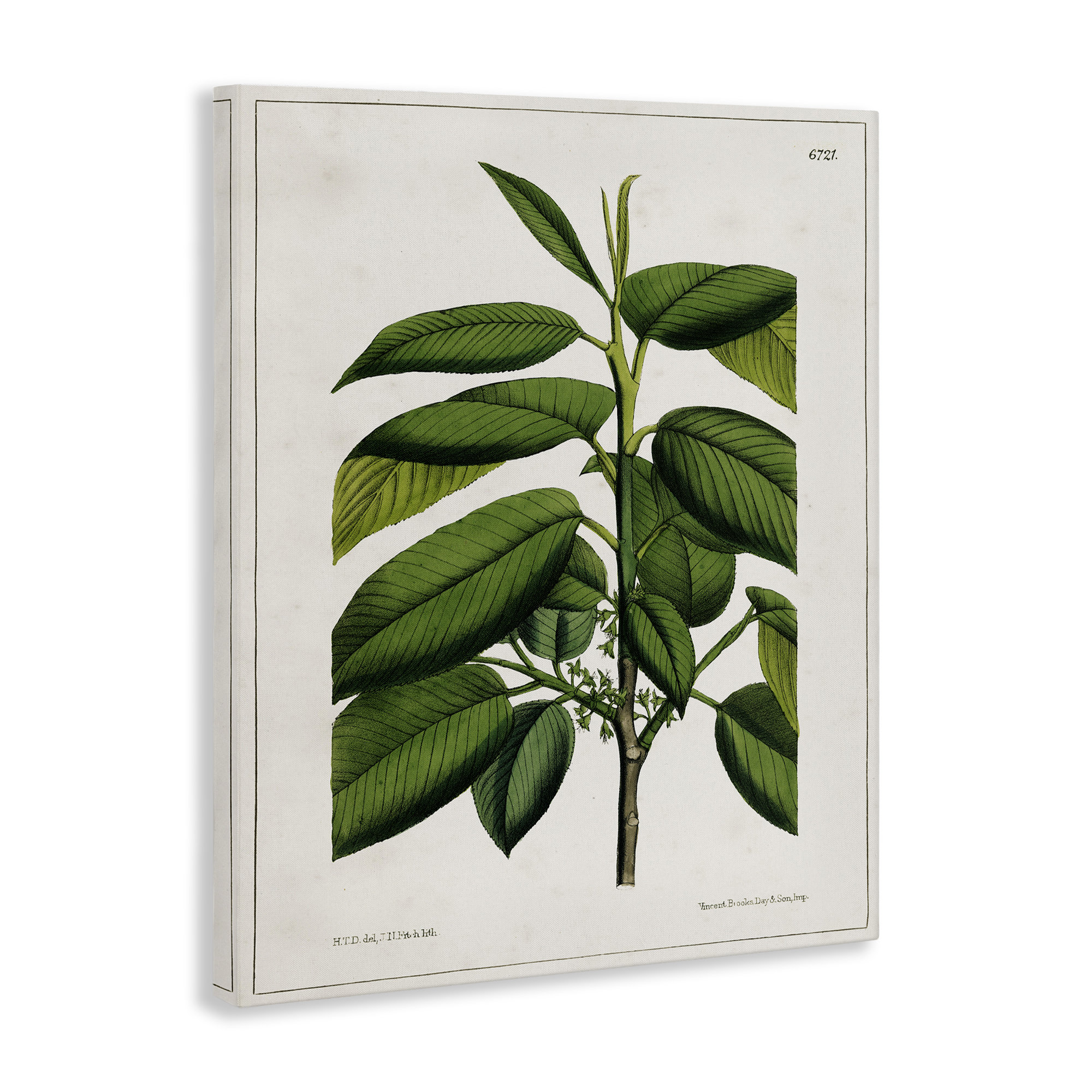Winston Porter Scientific Woodland Plant Canvas Wall Art by Tina ...