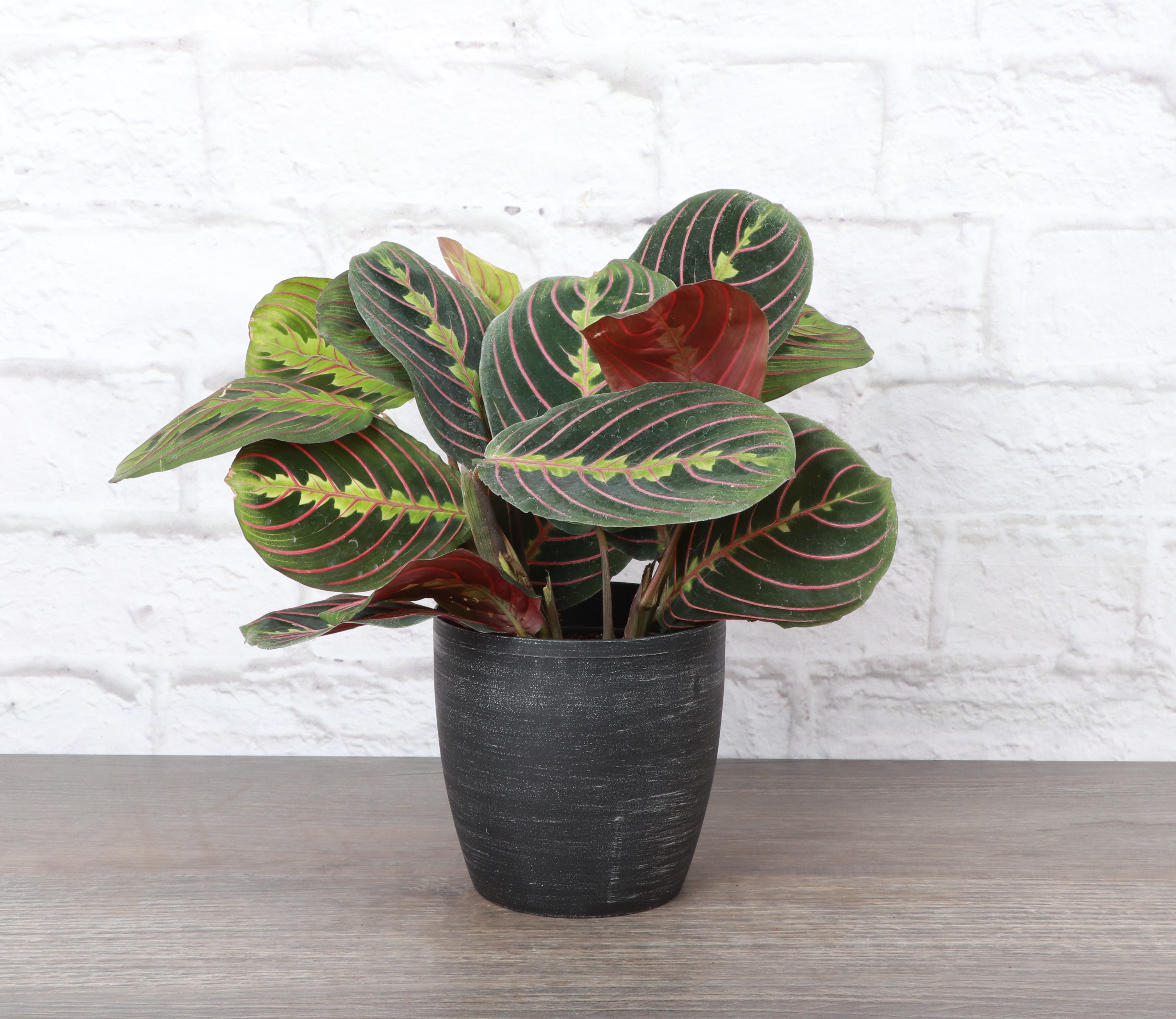 Thorsen's Greenhouse Live Red Prayer Plant in Classic Pot & Reviews ...