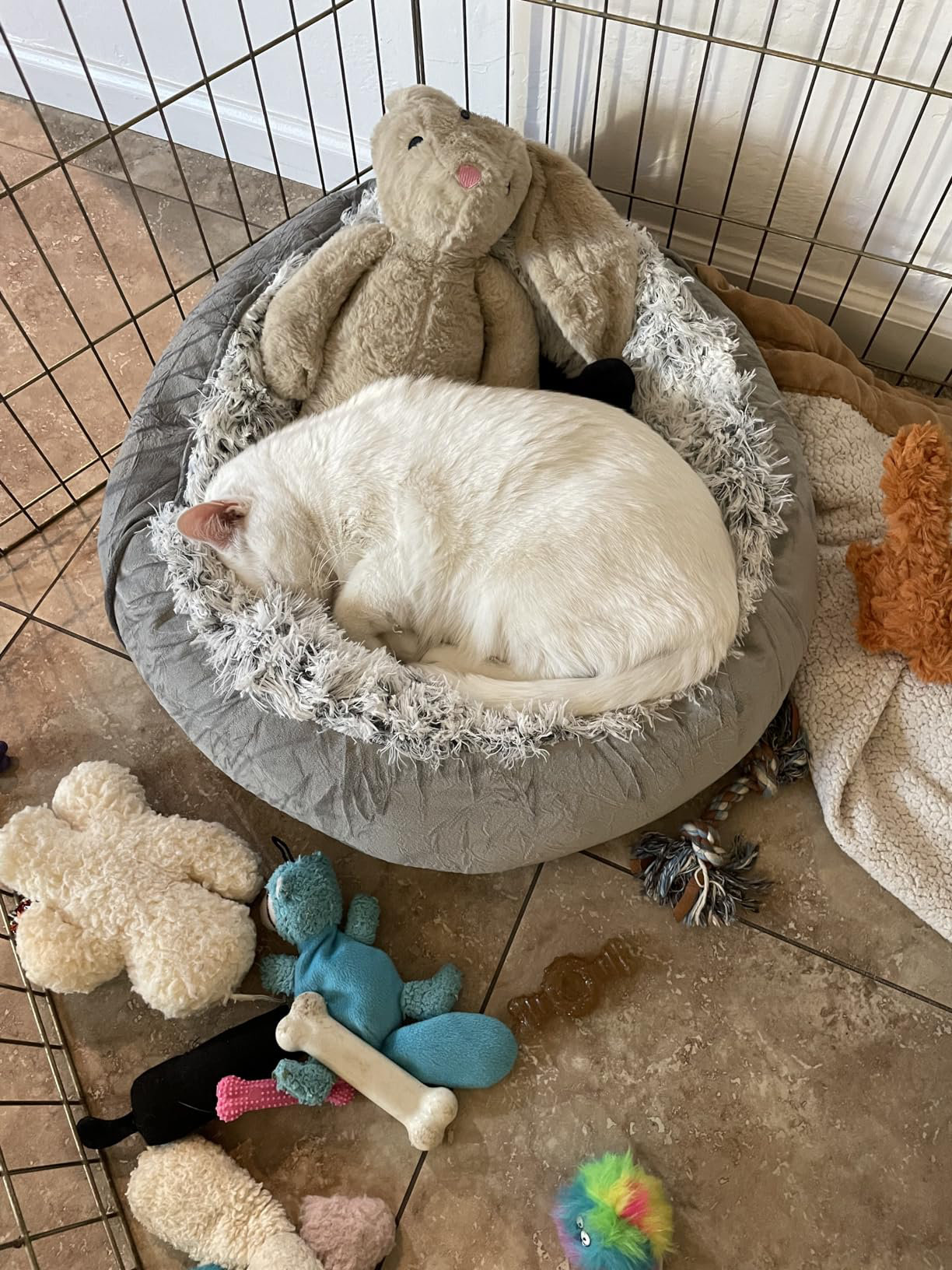 Tucker Murphy Pet™ Small Pet Bed,Anti-Anxiety Puppy Cuddler Bed,Cozy ...