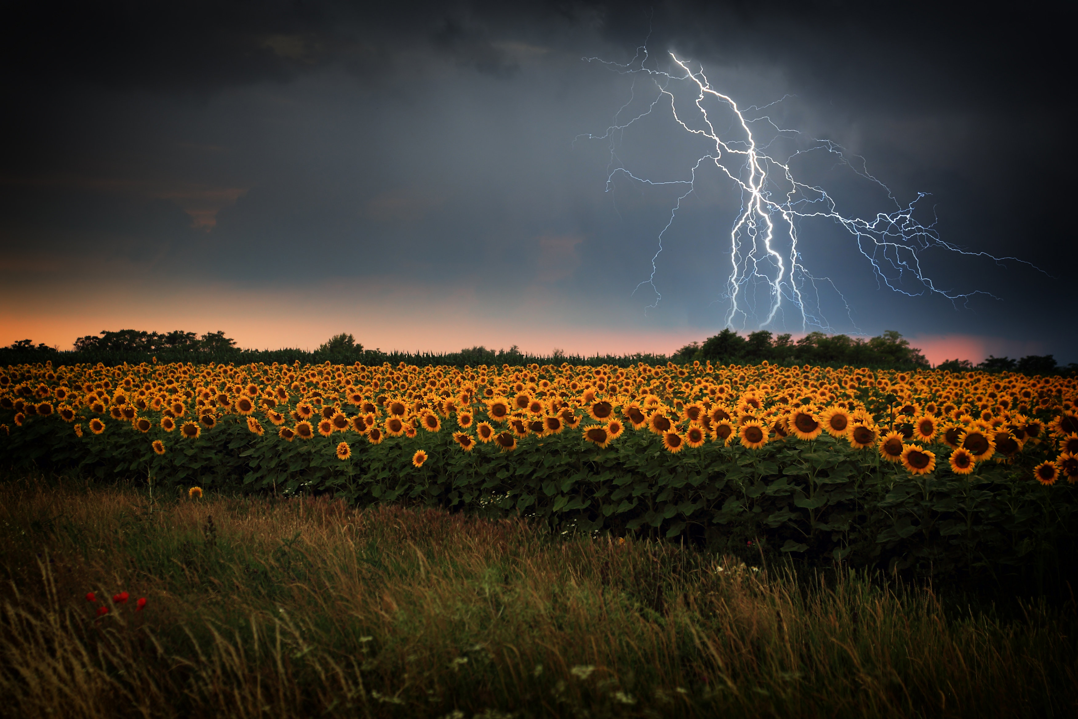 Ebern Designs Lightning Over Sunflower Field - Wayfair Canada