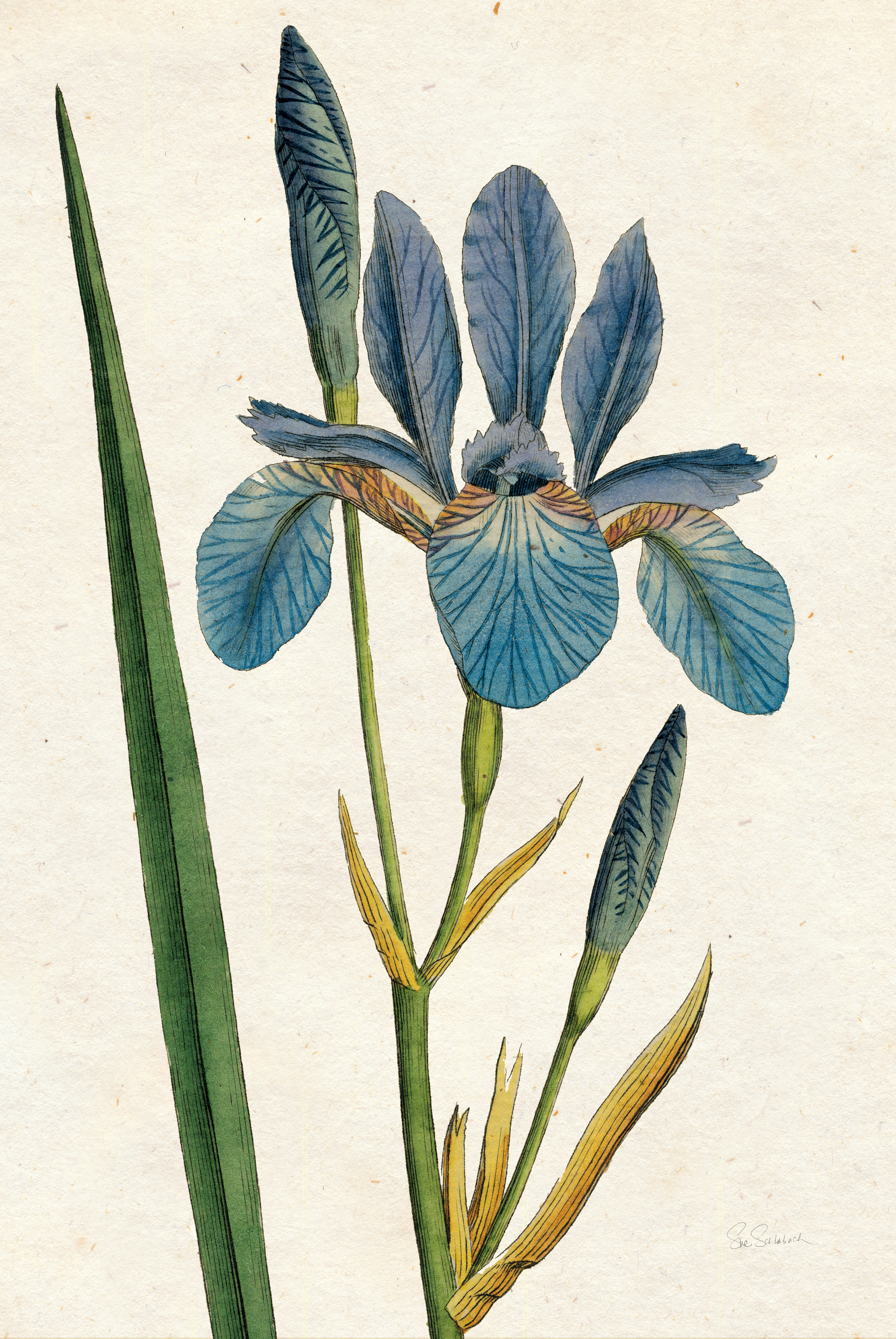 Rosalind Wheeler Iris Letter No Words by Sue Schlabach - Painting ...