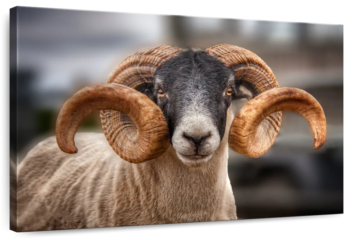 Elephant Stock Scottish Blackface Ram | Wayfair