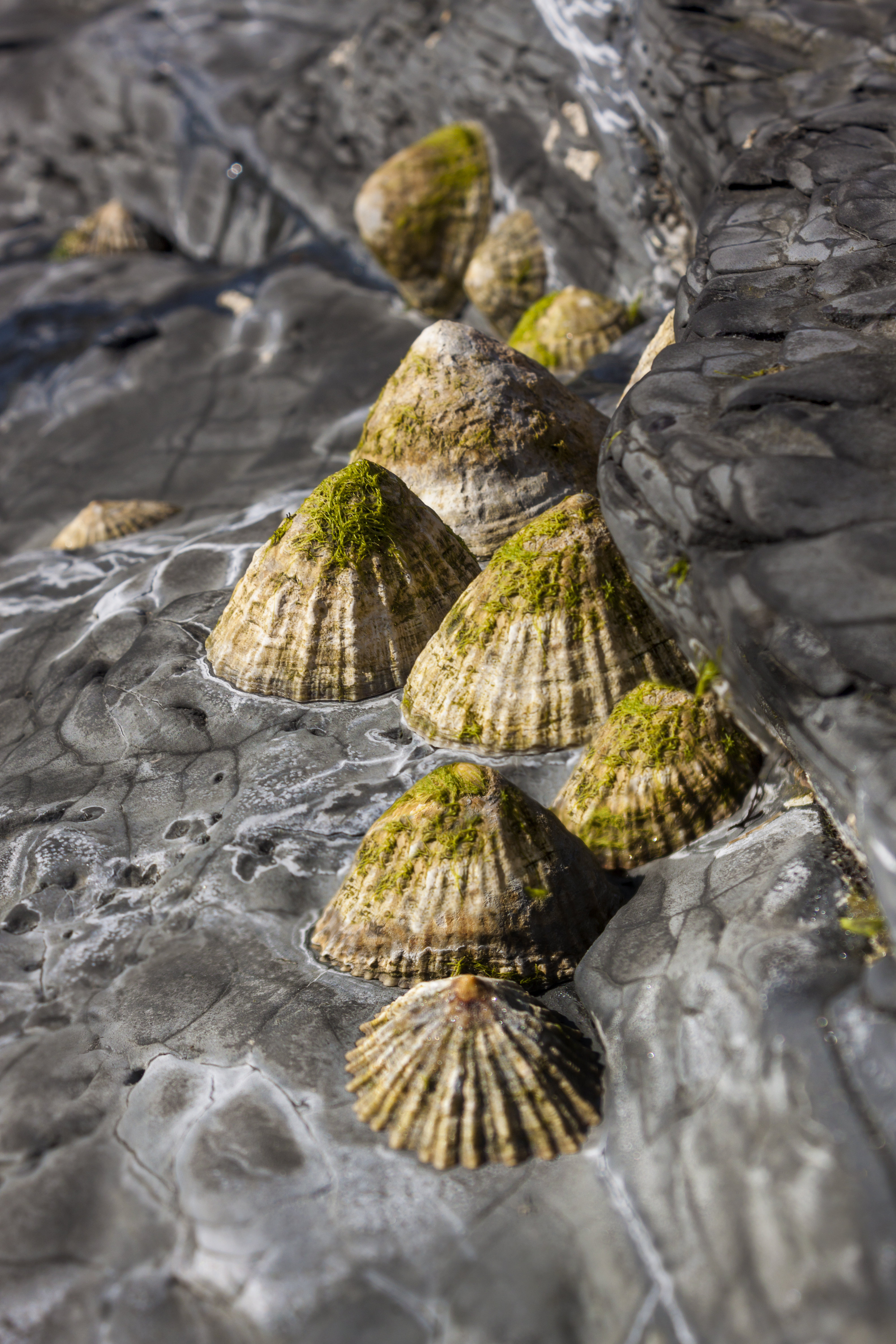 Highland Dunes Limpets Cling to Rocks by Allou - Wrapped Canvas ...