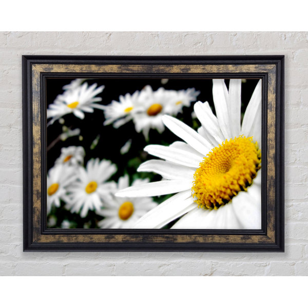 Bright Star White Daisy Galore - Single Picture Frame Print | Wayfair.co.uk