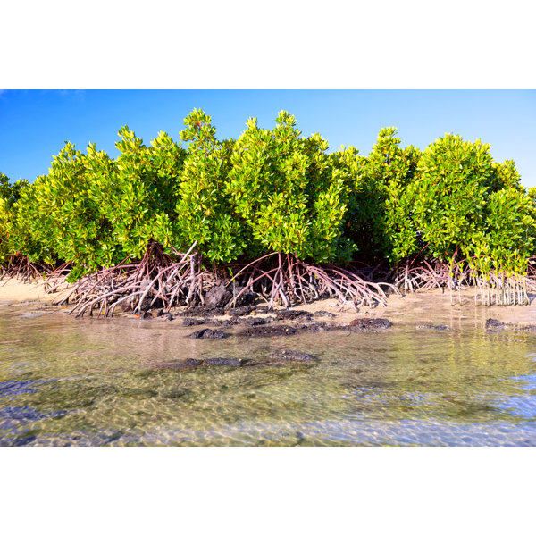 Ebern Designs Mangrove Plants by Dibrova - Wrapped Canvas Photograph ...