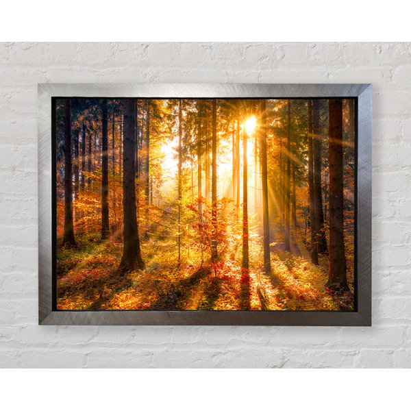 Bright Star Autumn Sunray Through The Forest - Single Picture Frame Art ...