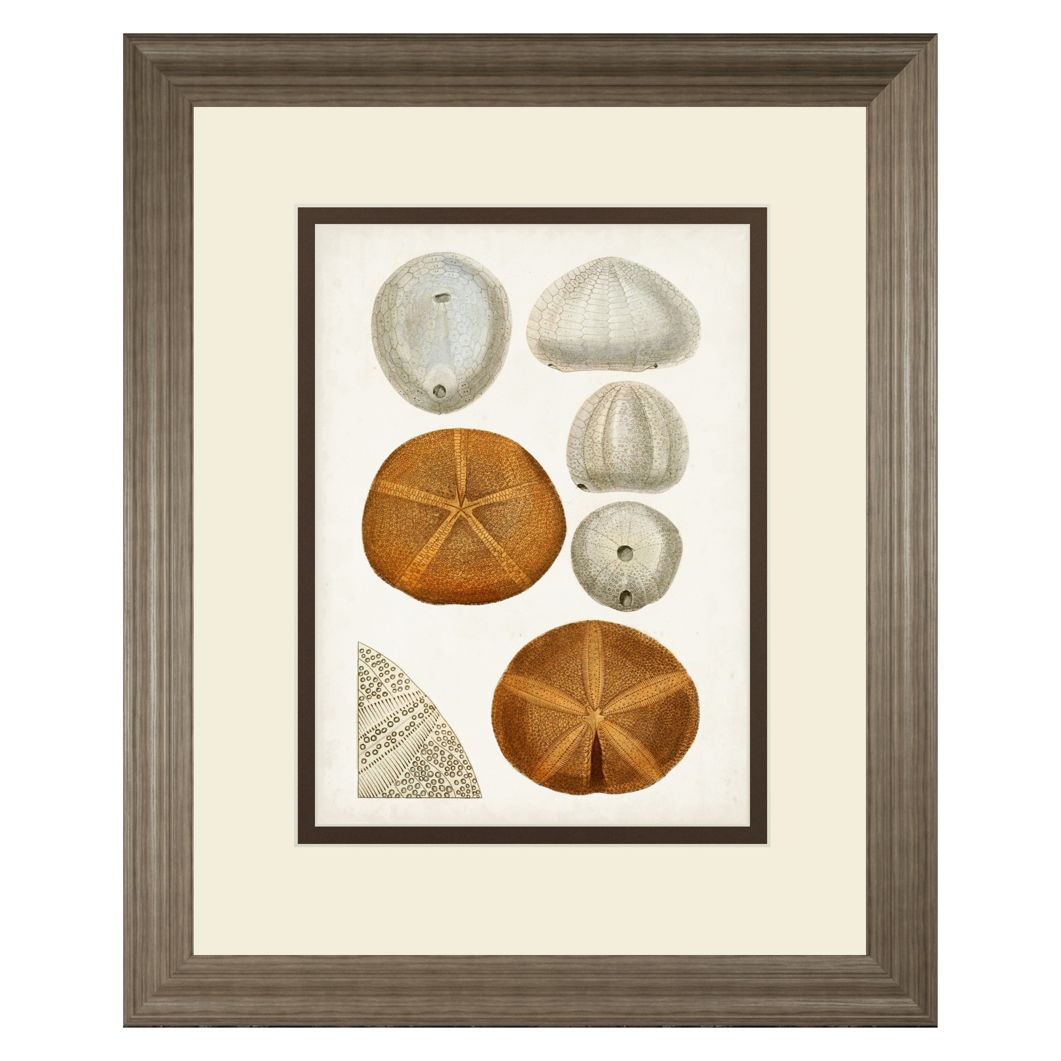 Ebern Designs Coastal Curiosity II Wall Art - 34" x 40" - Brown Frame ...
