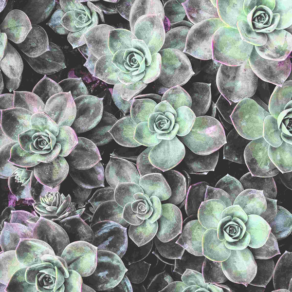 Winston Porter " Succulents Top Down View 2 " Painting Print - Wayfair ...