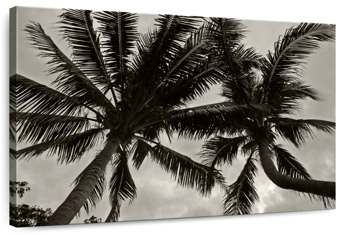 Lark Manor™ Harnek Palms At Night V | Wayfair