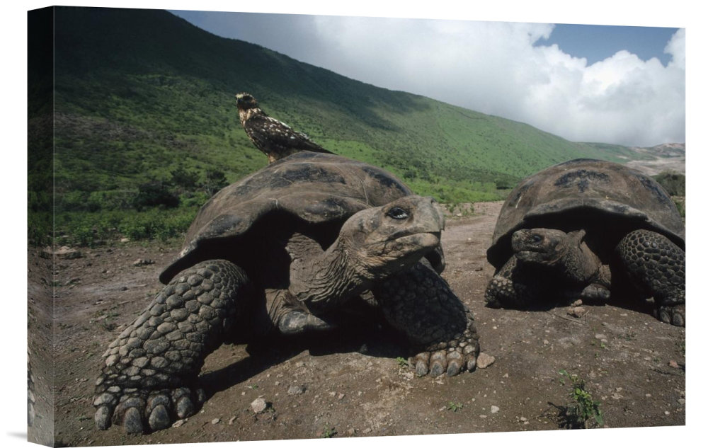 East Urban Home 'Volcan Alcedo Giant Tortoise with Galapagos Hawk ...