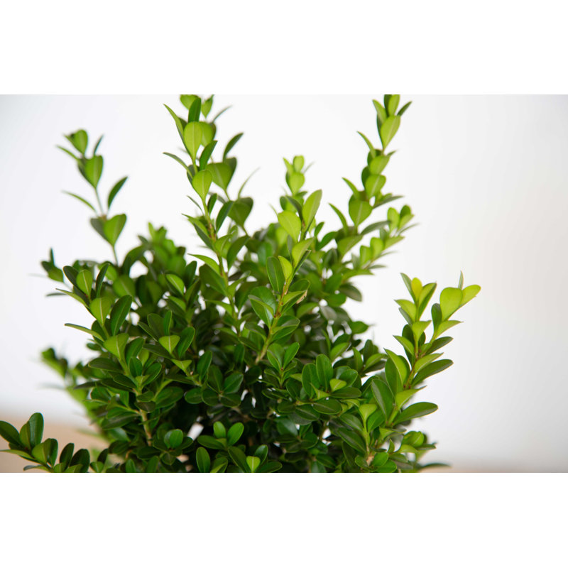 Southern Living Plant Collection 2.5 Qt. Baby Gem Boxwood | Wayfair