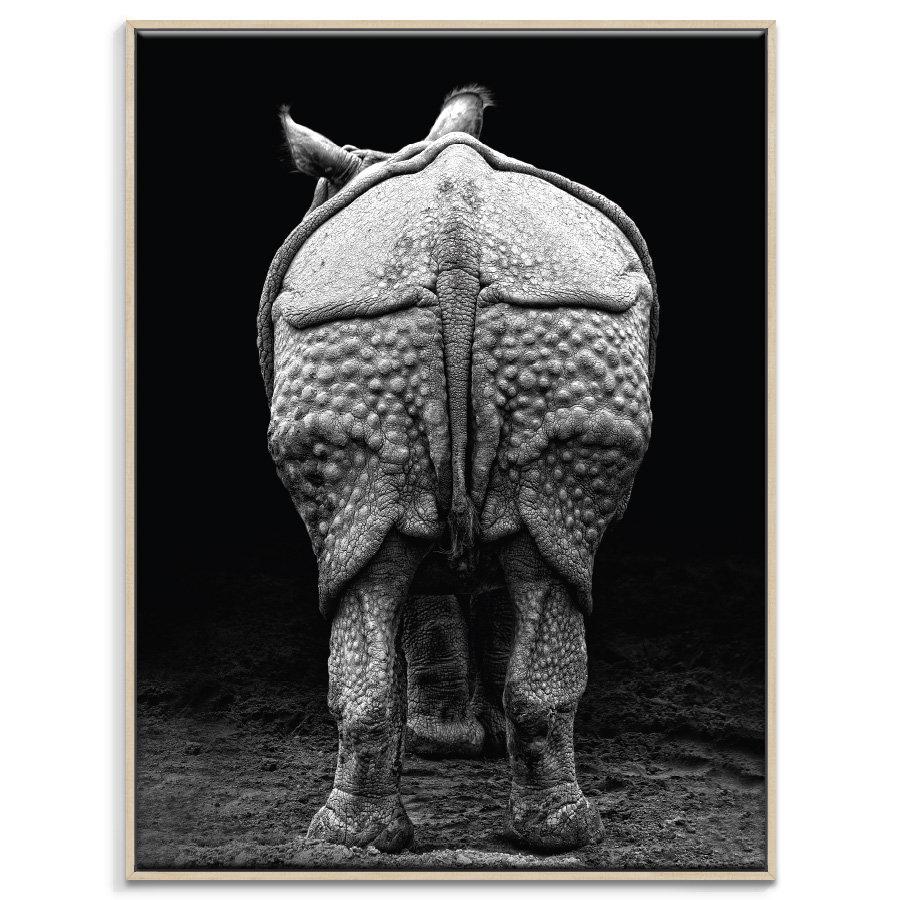 World Menagerie 'Behind the Armour' Framed Photograph on Canvas ...