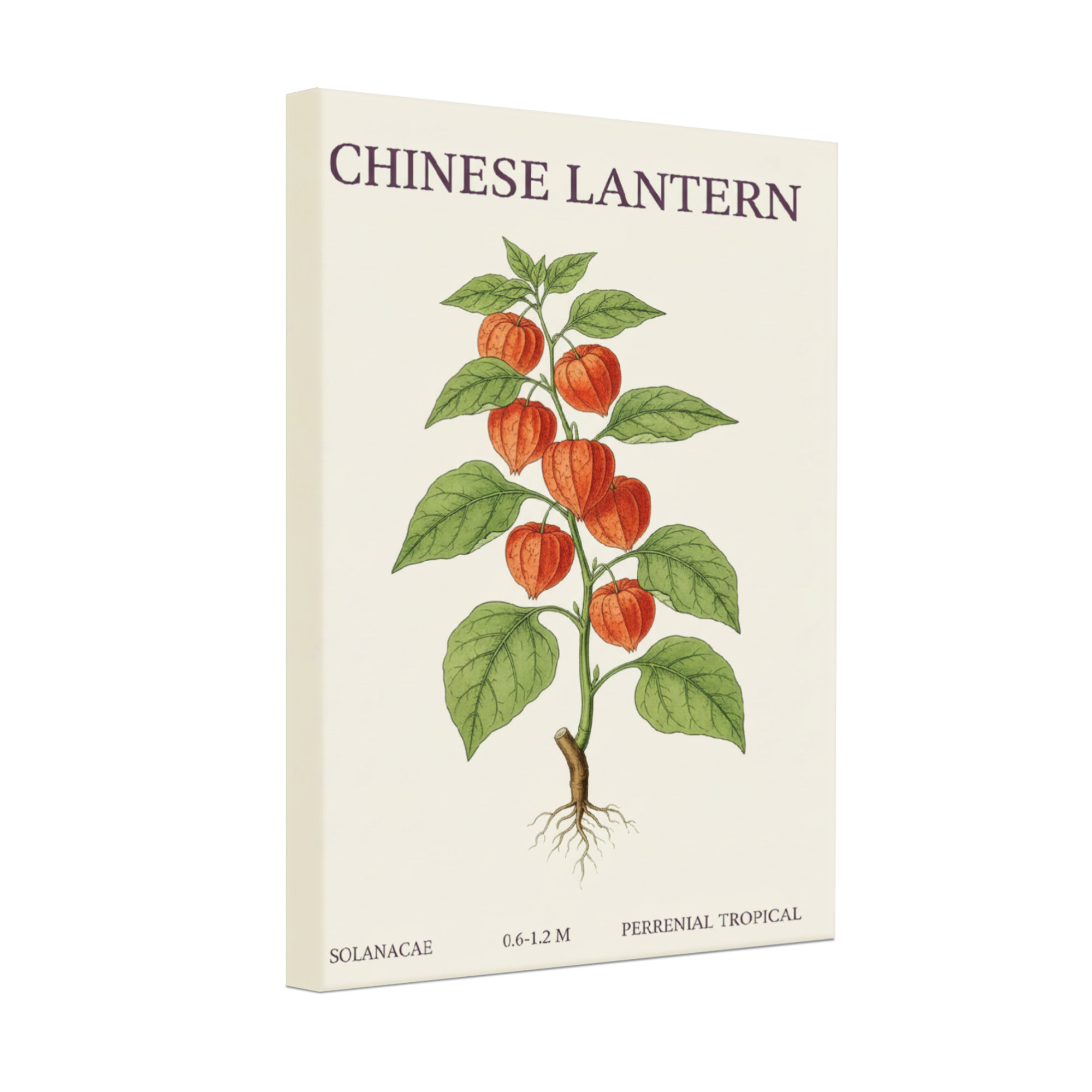 Canora Grey Plants & Flowers Chinese Lantern Plant Botanical Print ...