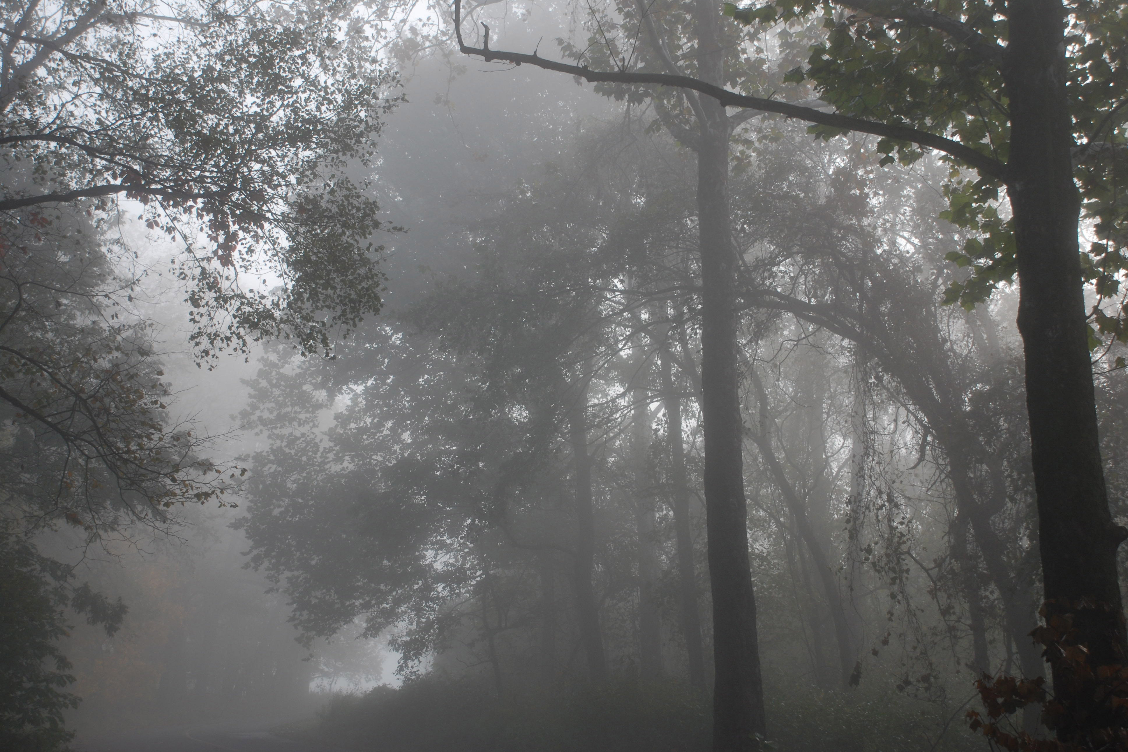 Millwood Pines Misty Morning Gray Forest - Wrapped Canvas Photograph ...