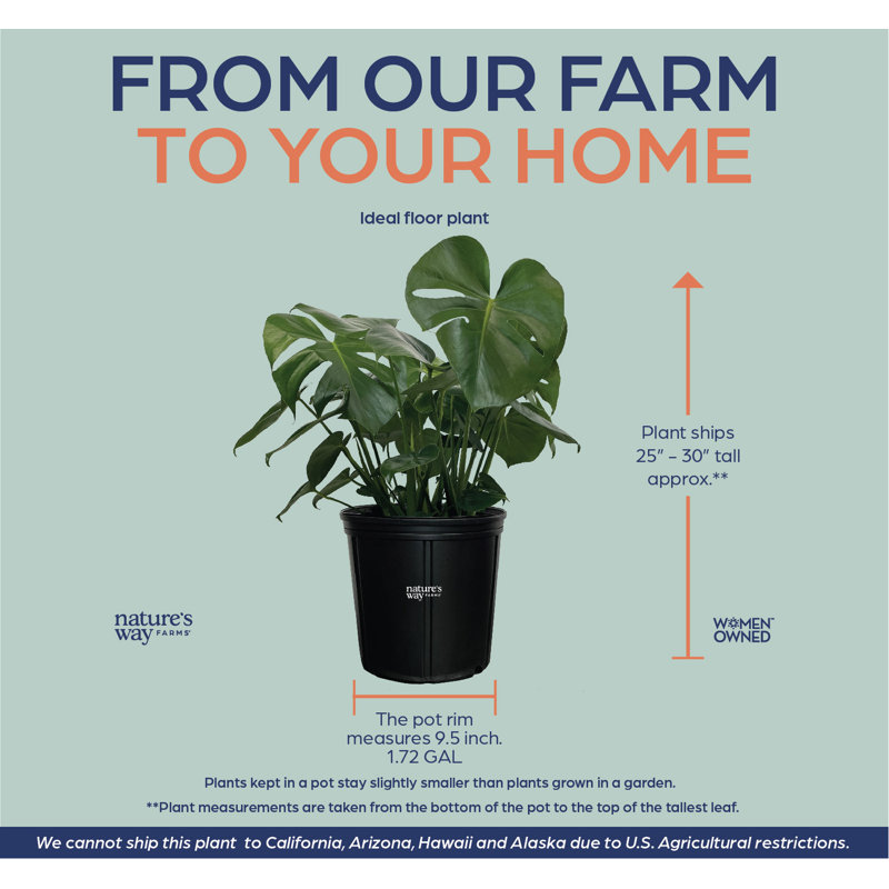 Natures Way Farms Nature's Way Farms Philodendron Monstera Live Plant ...